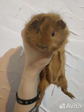 Морские свинки