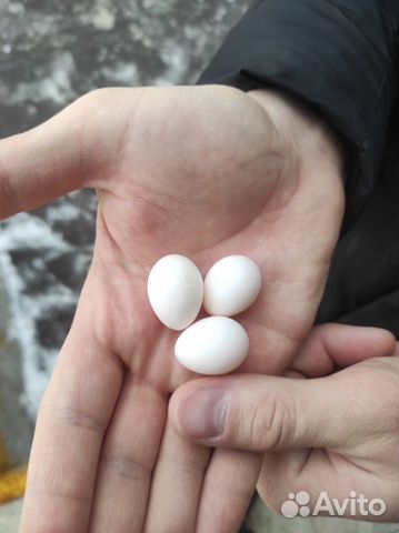 Яйцо кореллы