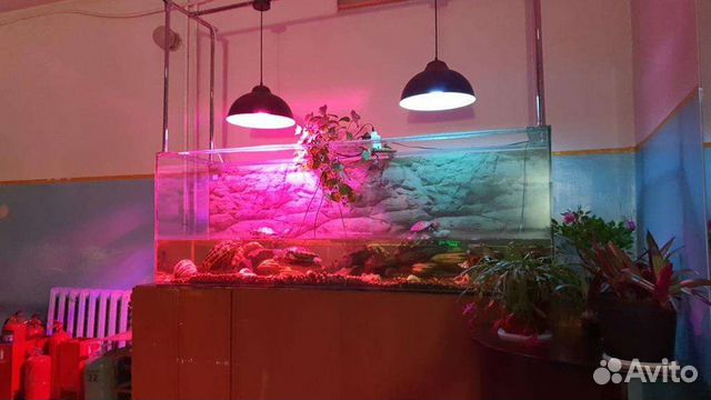 Черепахи красноухие с аквариумом