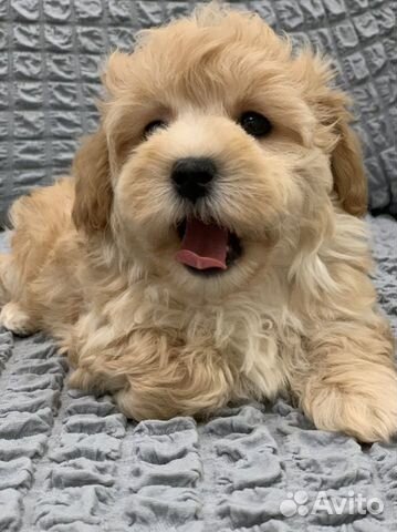 Мальтипу f1 Щенки Maltipoo