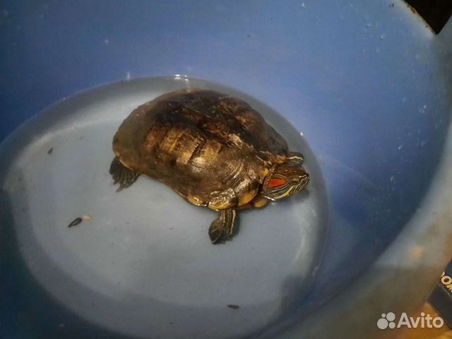 Красноухие черепашки