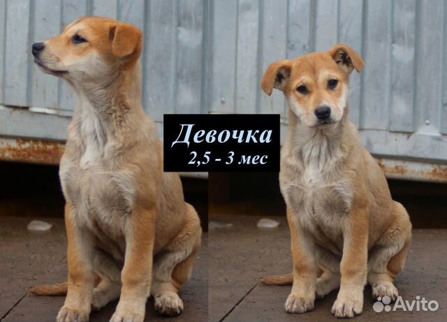 Щенок в добрые руки