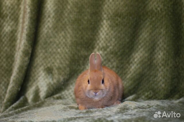 Кролик минор мальчик