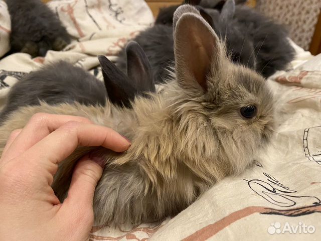 Декоративные кролики
