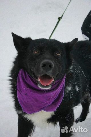 Гриша был домашним, а теперь живет в приюте