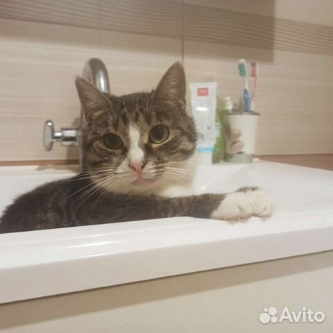 Забавная кошка ищет дом