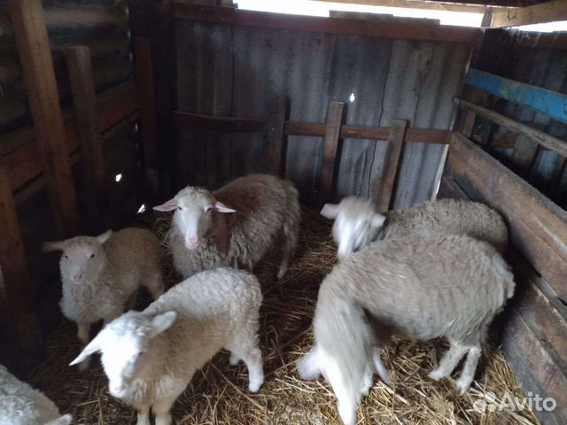 Овцы бараны ягнята оптом