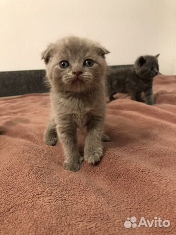 Вислоухие котята