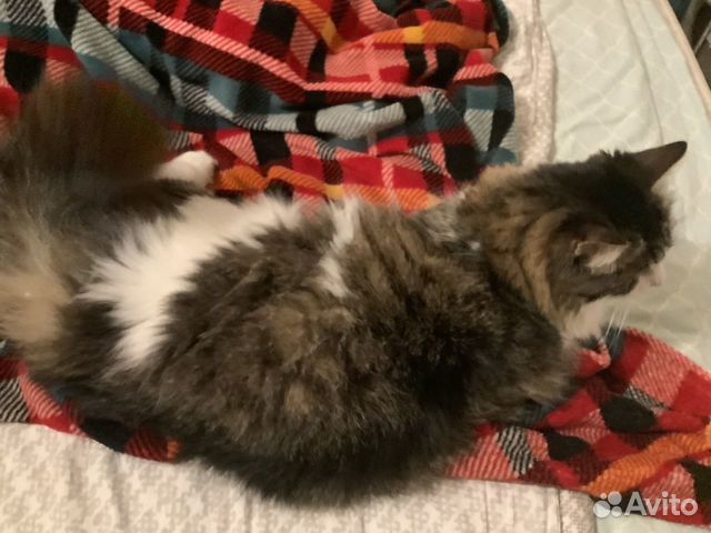 Кошка