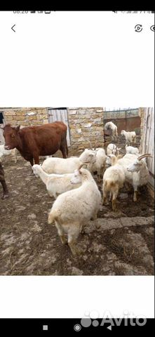 Корова стельная