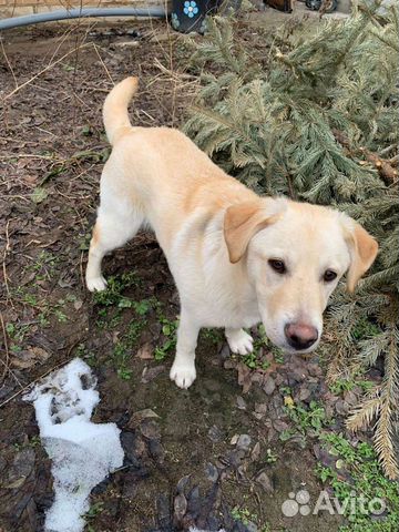 Лабрадор бесплатно