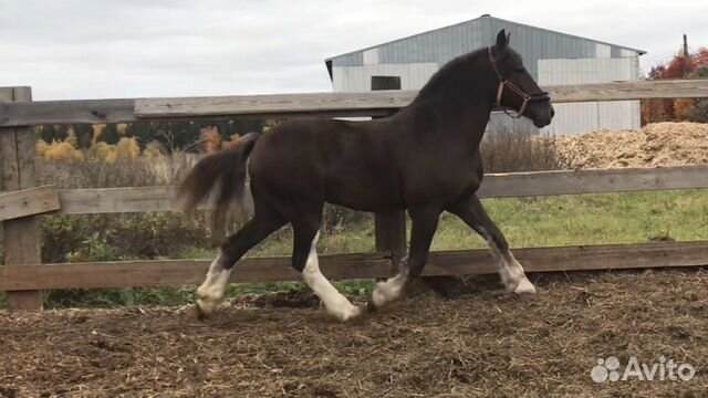Кобыла владимирской породы