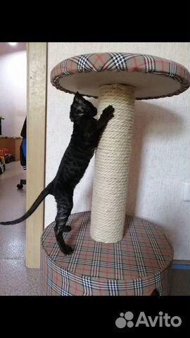 Котенок корниш-рекс