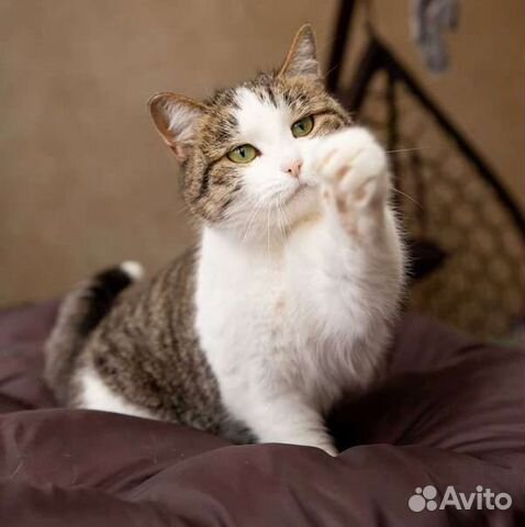 Кошка стерилизованная