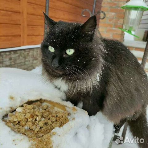 Кот отличный мышелов