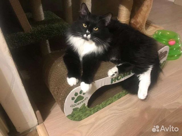 Кошечка 1 год метис Сибирки