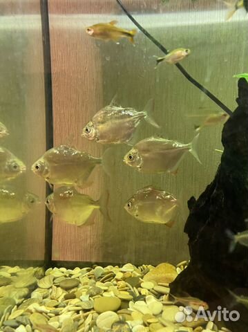 Рыба метинисы 5 шт