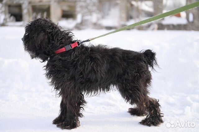 Миттельшнауцер в дар в надежные руки