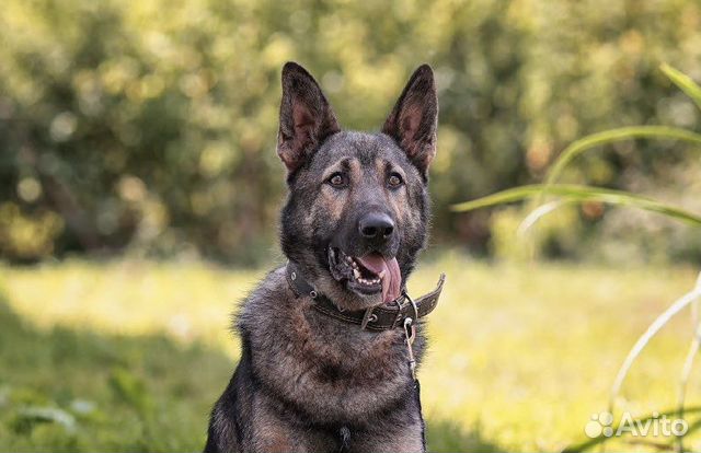 Овчарка зонарная