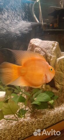 Рыба Попугай