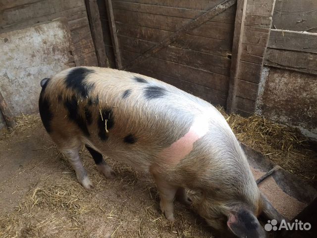 Хряк на племя