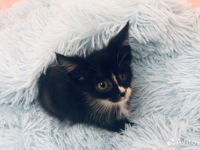 Котенок в добрые руки