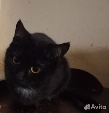 Кошка подобранная с улицы