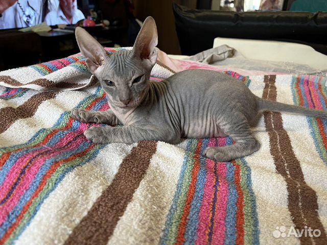 Донской сфинкс