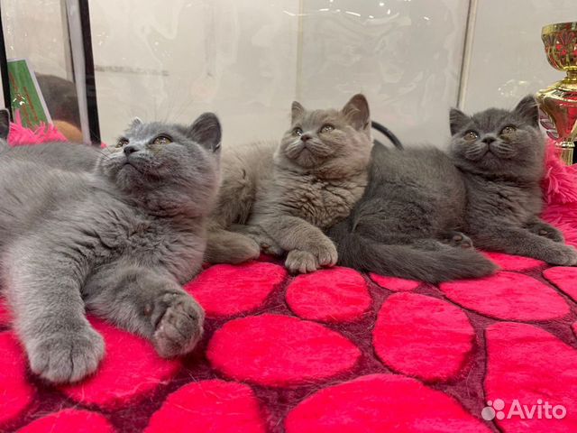 Плюшевые голубые шотландцы