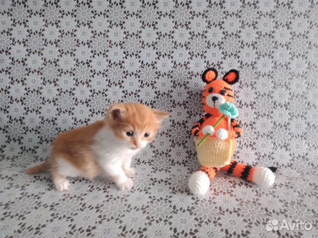 Красивый котенок в подарок