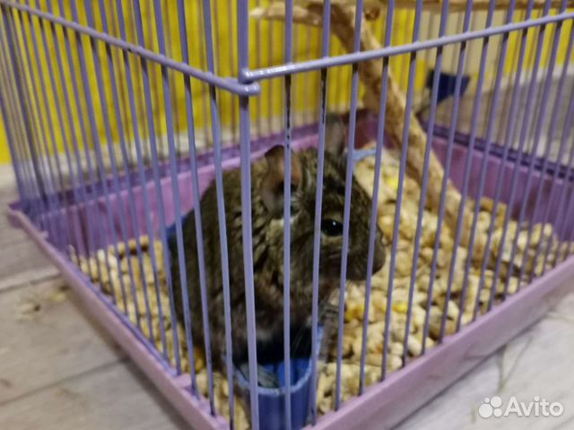 Белка дегу с клеткой