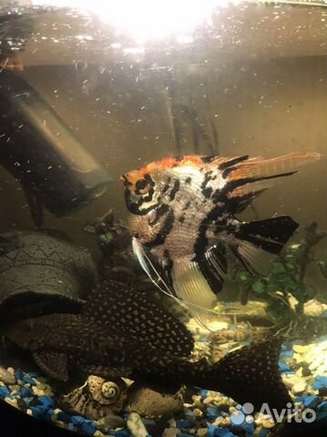 Скалярия и сом крупные