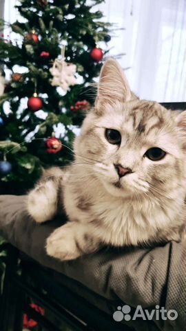 Шотландский кот хайленд страйт вязка