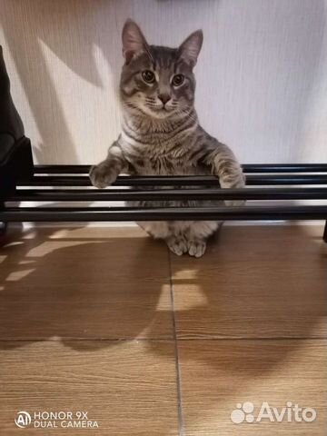 Отдам кота (курильский бобтейл) в добрые руки