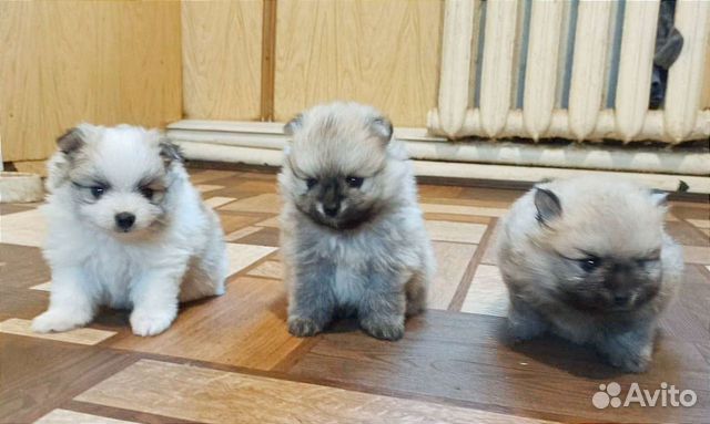 Померанский шпиц