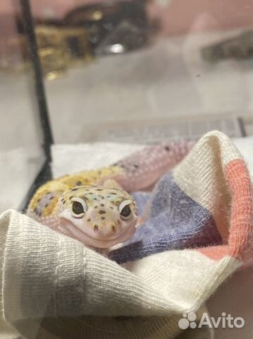 Геккон эублефар