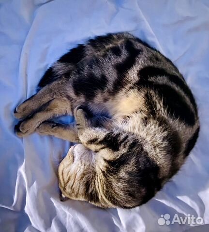 Золотой мраморный британец BRI NY22 кот 08.03.21 г