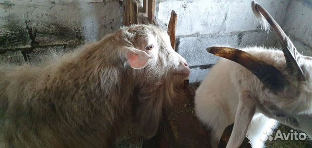 Козел и коза