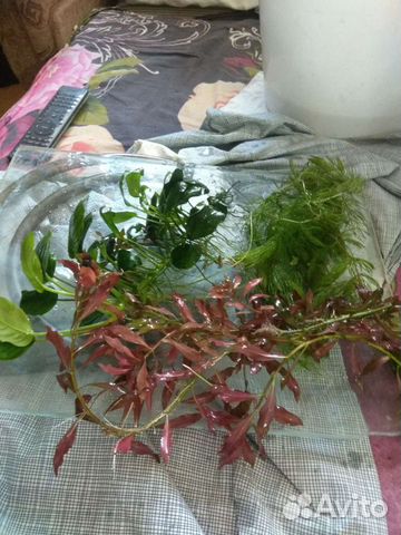 Отдам бесплатно