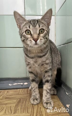 Европейская девочка в добрые руки