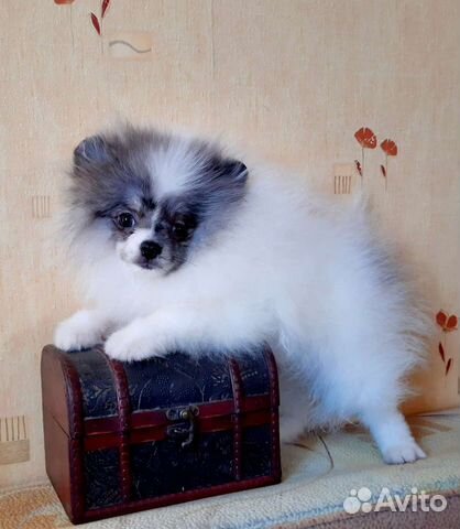 Кукольный померанский шпиц