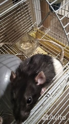 Крыски 2 шт взрослые 2 года