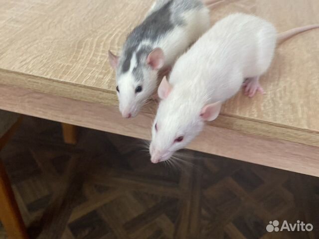 Крыса дамбо с клеткой