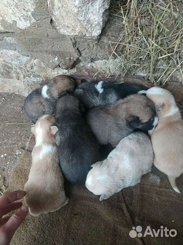 Щенки алабаски, смесь алабая и хаски