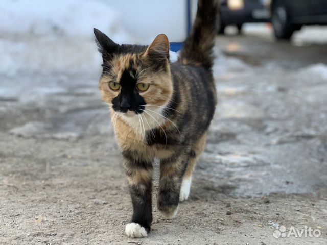 Моодая Кошка разноцветная короткошёрстная