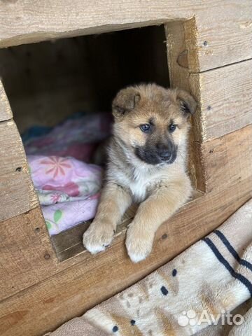 Отдам щенка в добрые руки