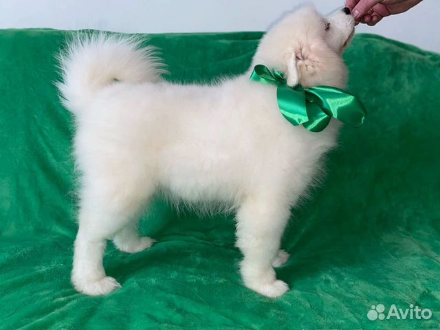 Щенки самоедской собаки