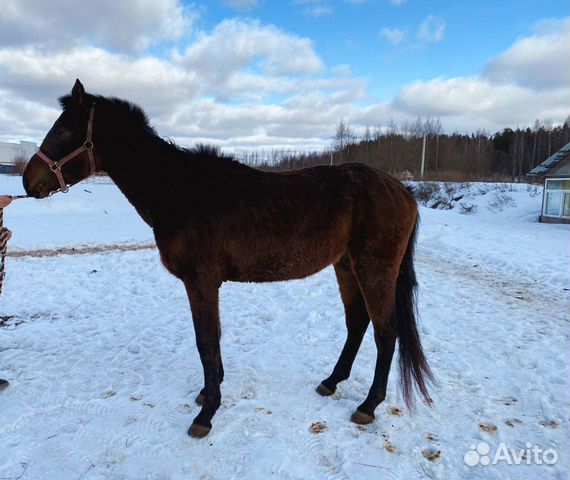 Продам Буденновского жеребца