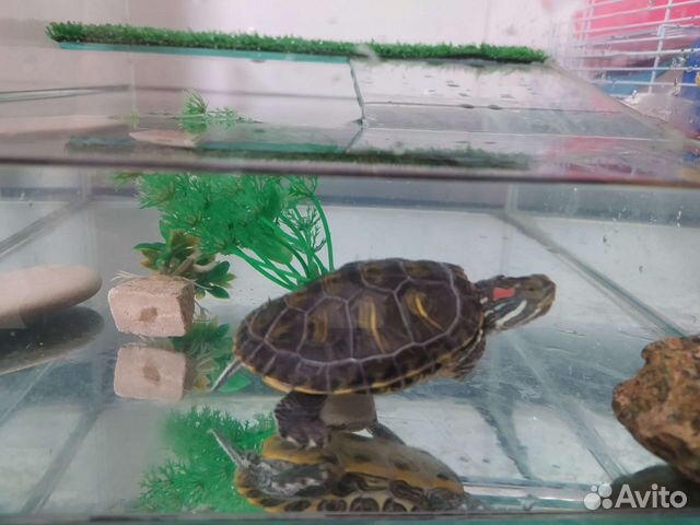 Черепаха аквариум в подарок