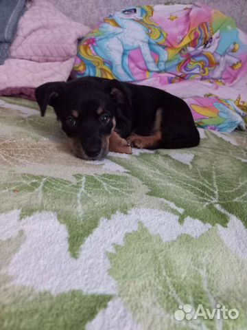 Маленький шалун